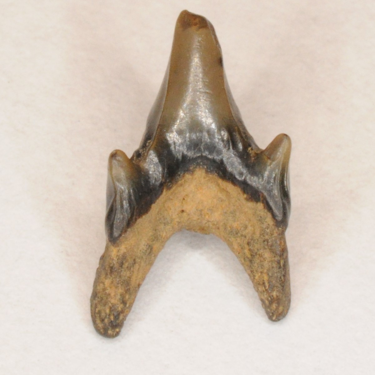 Mackerel Shark - Protolamna borodini - NJfossils.com - New Jersey Fossils