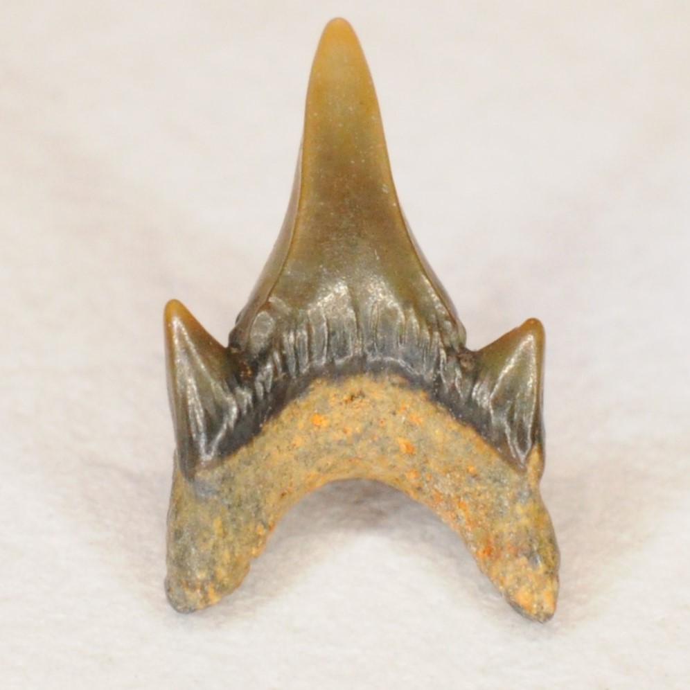 Mackerel Shark - Protolamna borodini - NJfossils.com - New Jersey Fossils