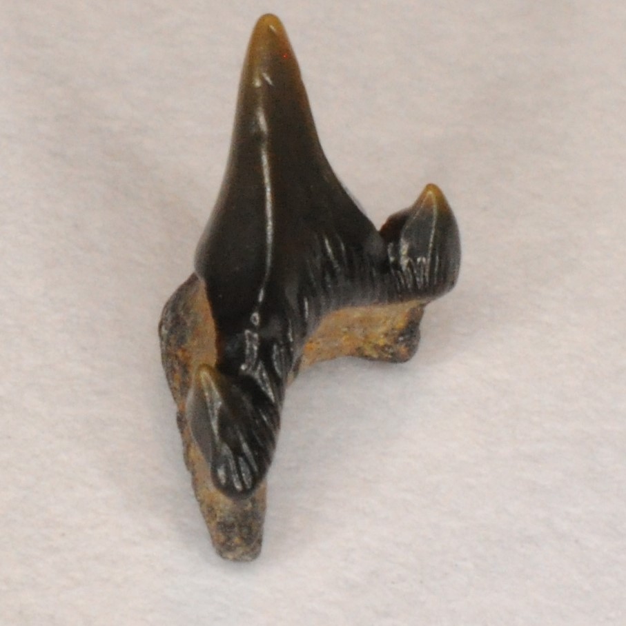 Mackerel Shark - Protolamna borodini - NJfossils.com - New Jersey Fossils