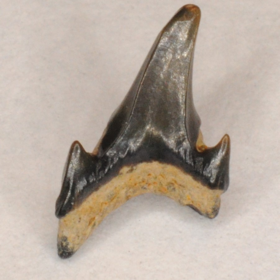 Mackerel Shark - Protolamna borodini - NJfossils.com - New Jersey Fossils